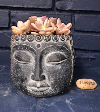 Zentus Mini-Gardens – ILoveTus Succulents